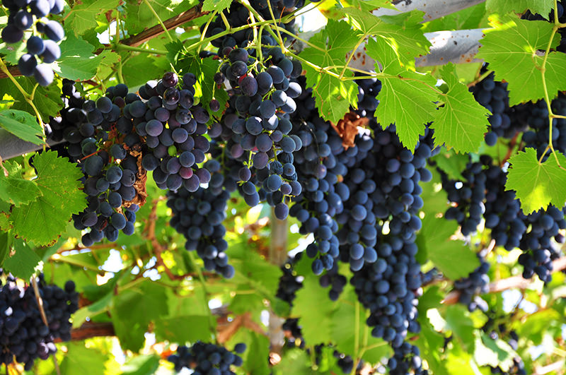 Cum se recoltează și se păstrează strugurii | Paradis Verde