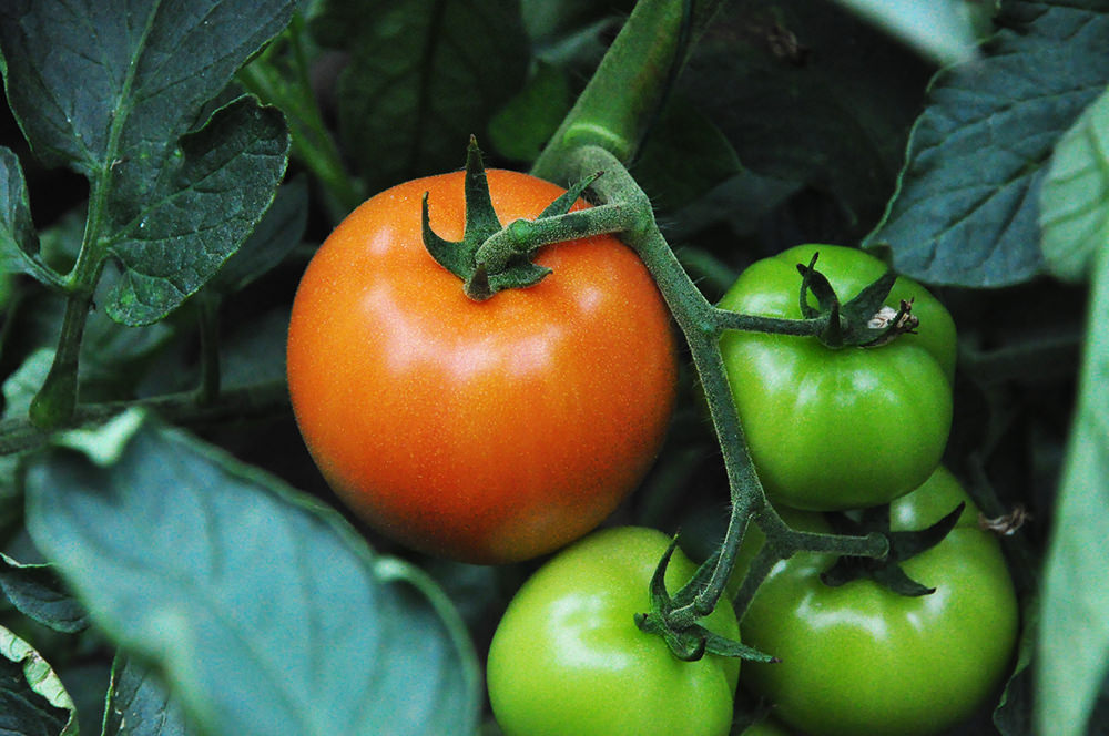 Secrete de știut despre cultivarea roșiilor | Paradis Verde