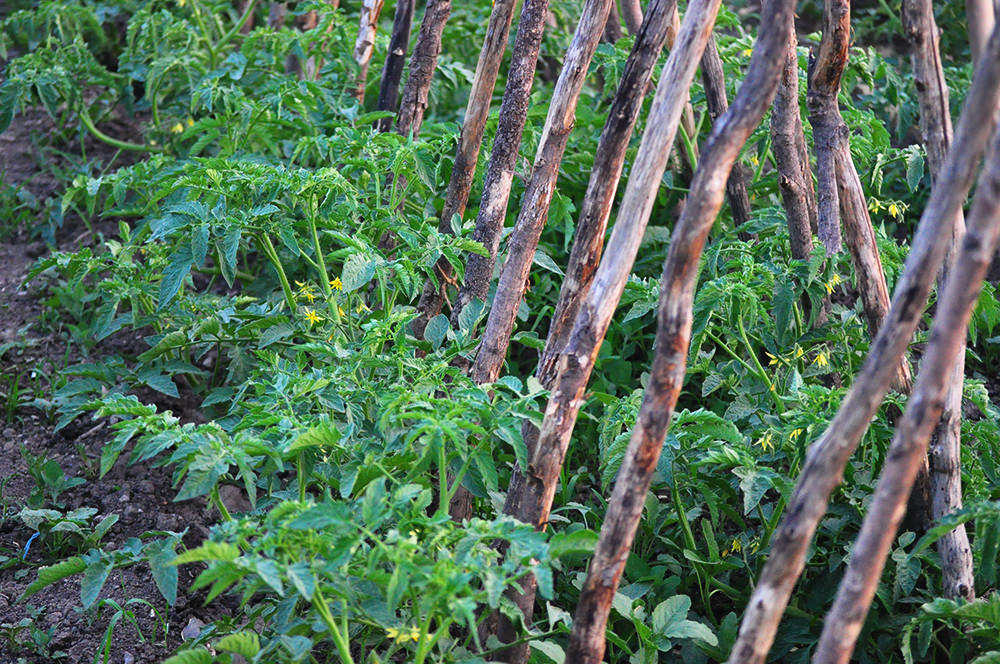 Secrete de știut despre cultivarea roșiilor | Paradis Verde