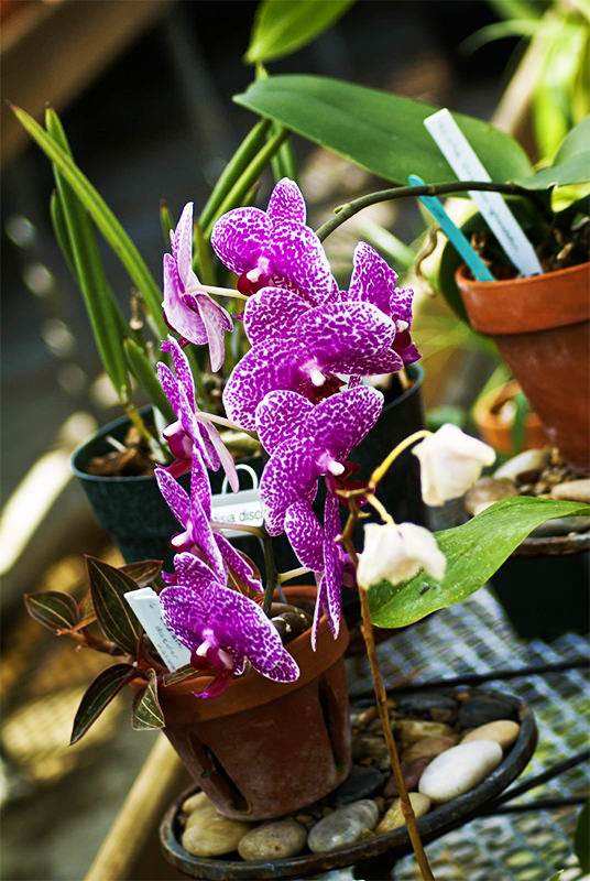 Cum se provoacă o nouă înflorire la orhidee | Paradis Verde