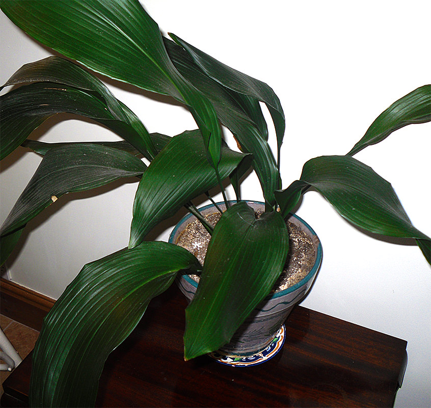 Plante care merg bine în camere întunecoase | Paradis Verde