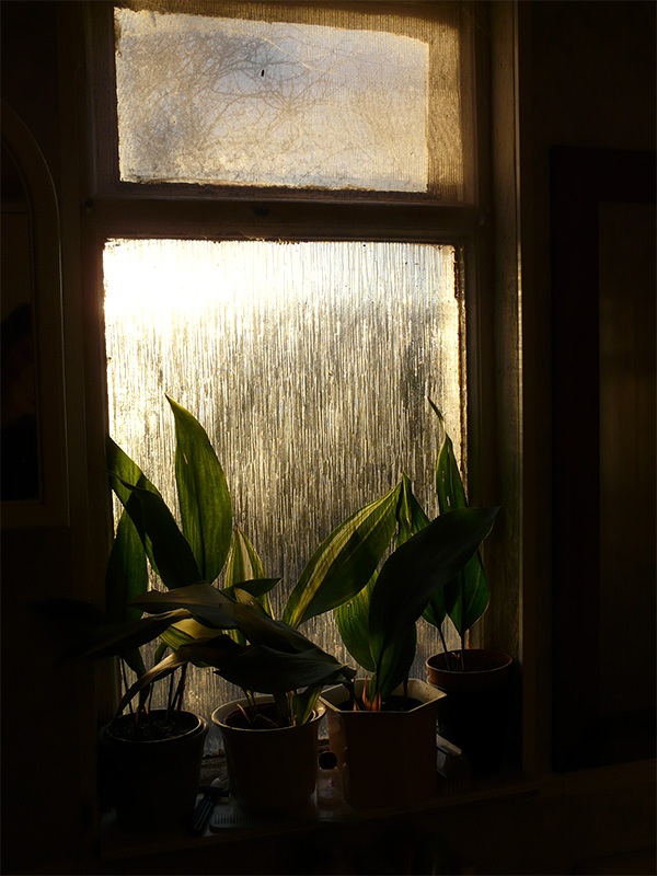 Plante care merg bine în camere întunecoase | Paradis Verde