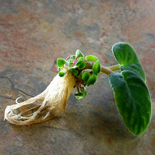 Ce plante fac rădăcini uşor în apă? | Paradis Verde