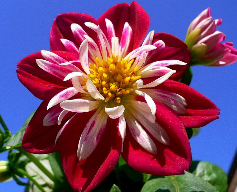 Esenţialul despre îngrijirea daliei | Paradis Verde