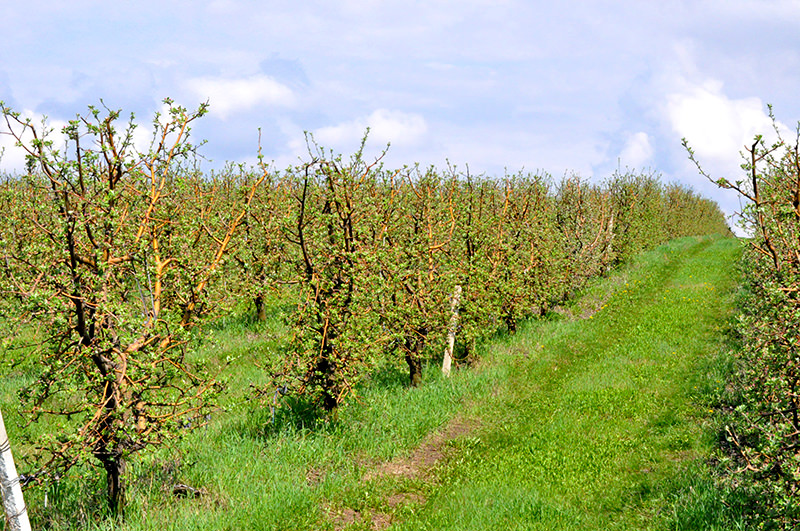 Cât trăiesc pomii pitici? | Paradis Verde