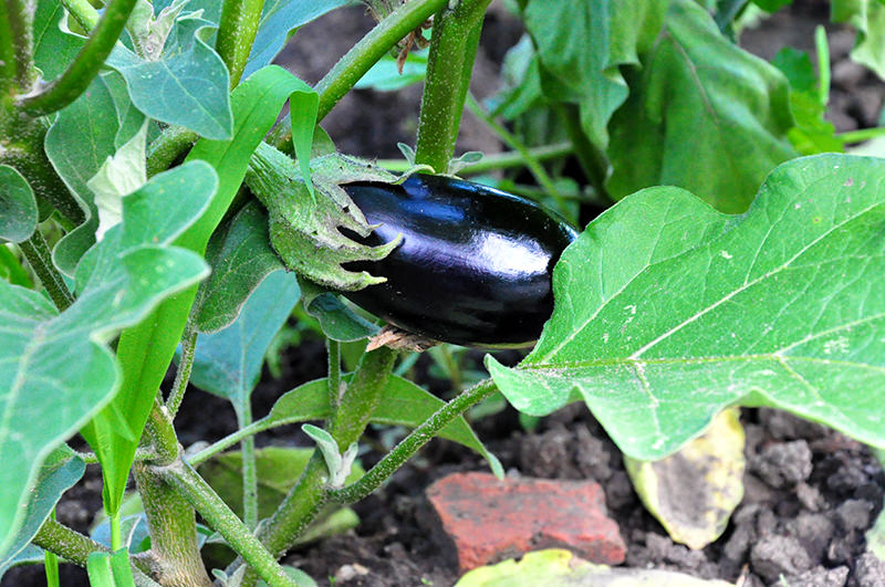 Lucruri de luat în seamă la proiectarea grădinii de legume | Paradis Verde