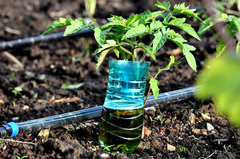 Capcană eco pentru coropişniţe | Paradis Verde