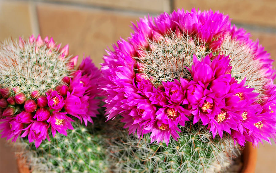 Mamilaria | Paradis Verde