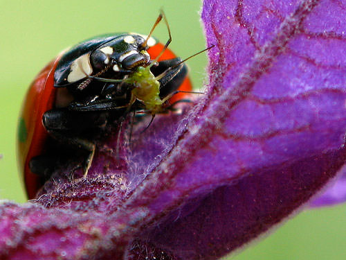 Buburuza, spaima insectelor dăunătoare | Paradis Verde