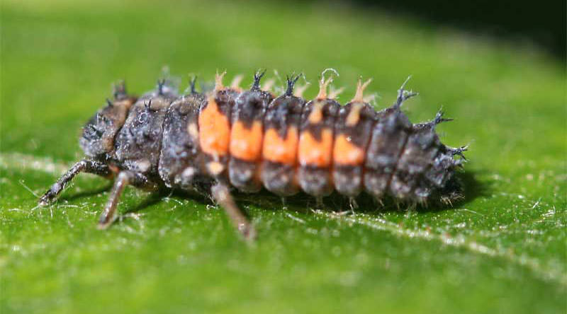 Buburuza, spaima insectelor dăunătoare | Paradis Verde