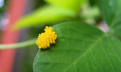Buburuza, spaima insectelor dăunătoare | Paradis Verde