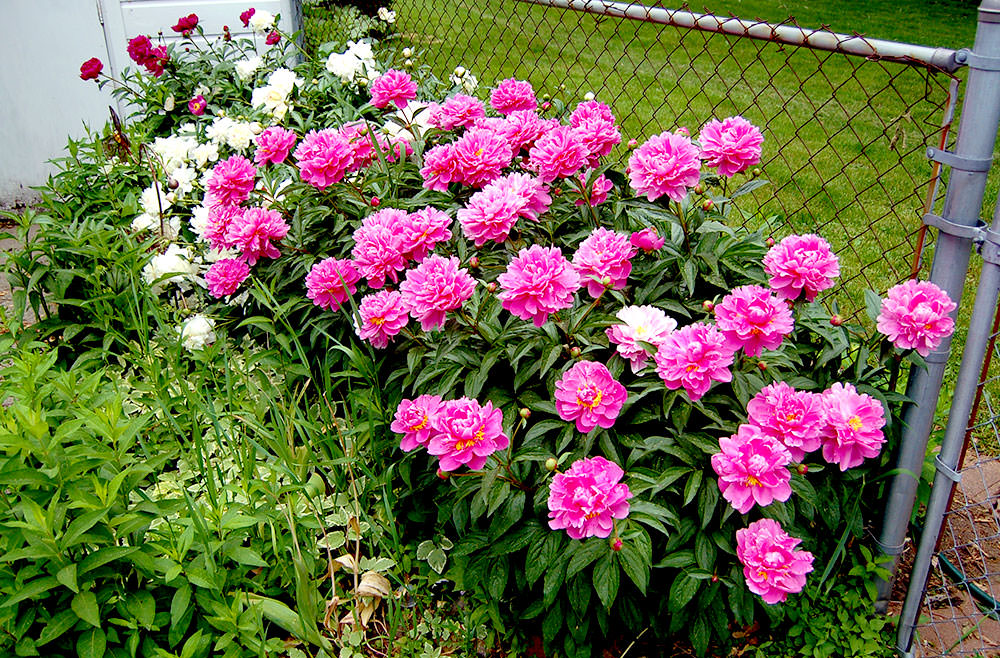 Cum înmulţim bujorul, evitând pauza de înflorire? | Paradis Verde