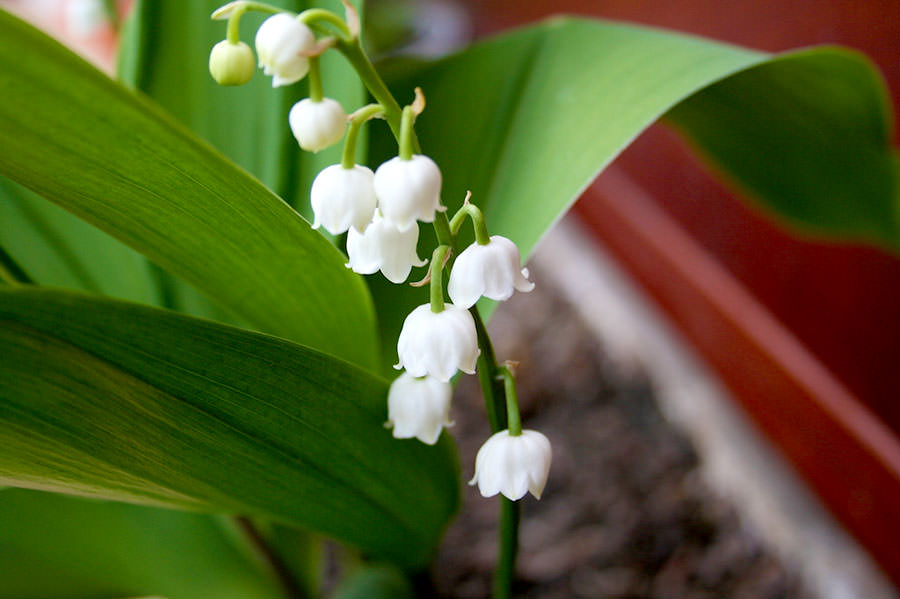 De ce lăcrămioarele mele fac mai multe frunze decât flori? | Paradis Verde