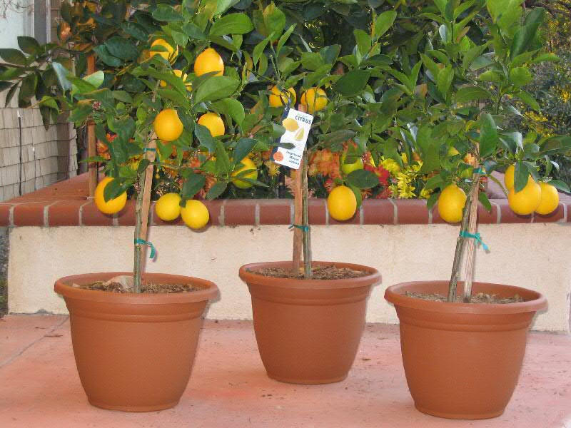 Citrice | Paradis Verde