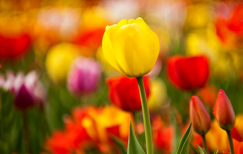 Ce flori pot fi mâncate? | Paradis Verde