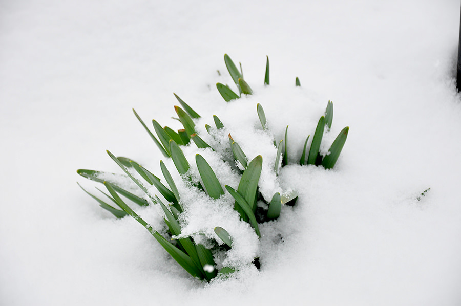 Cum afectează zăpezile târzii grădina şi livada | Paradis Verde