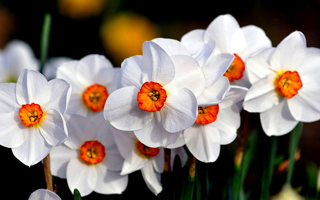 Câteva dintre secretele narciselor | Paradis Verde