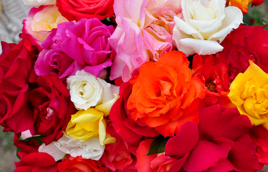 Ce flori pot fi mâncate? | Paradis Verde