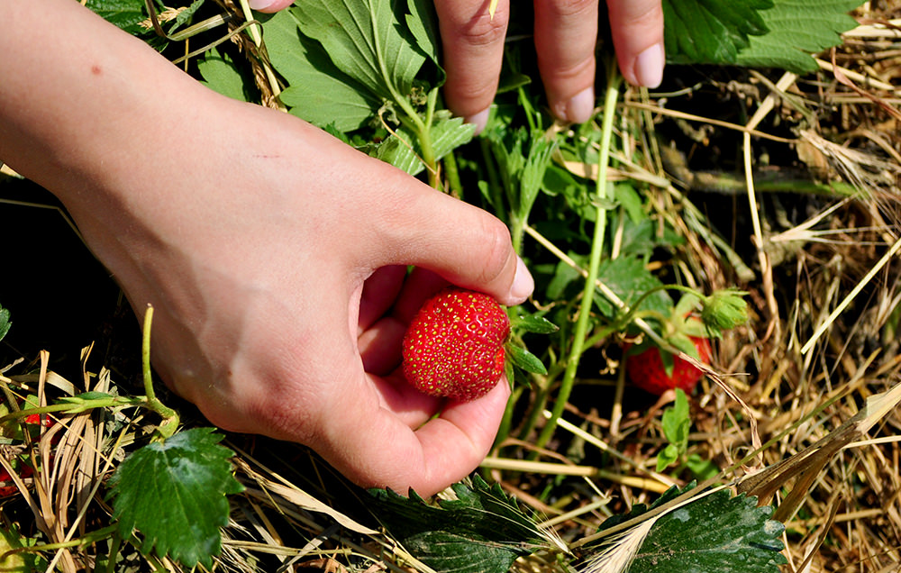 Sigur nu ştiţi cât bine vă fac căpşunile | Paradis Verde