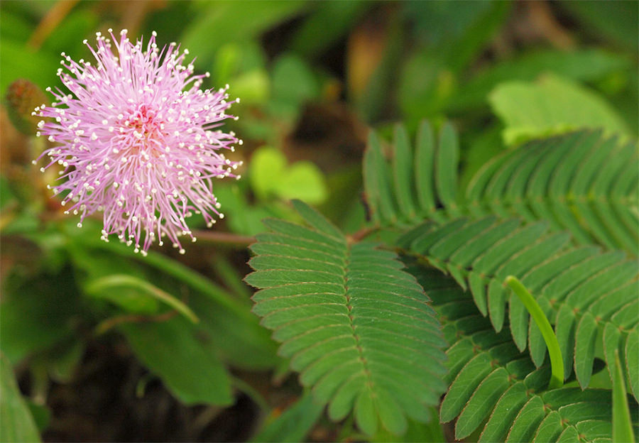 Simţitoarea, Mimoză | Paradis Verde
