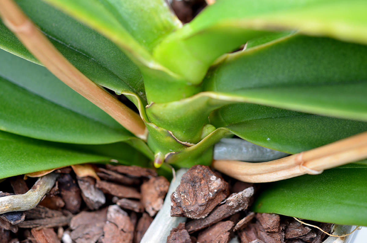 Cum deosebim mugurele florifer de rădăcini, la orhidee? | Paradis Verde