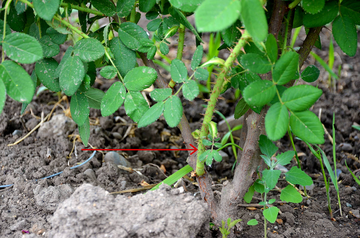 O greşeală gravă în întreţinerea trandafirilor urcători | Paradis Verde