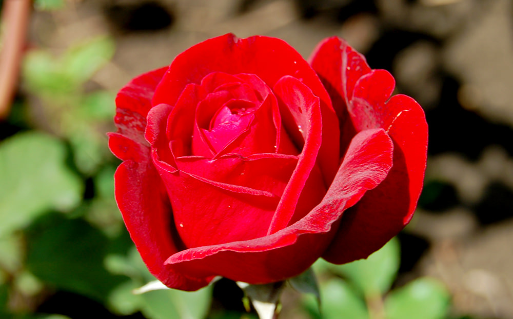 Cum reduceţi riscul îmbolnăvirii trandafirilor | Paradis Verde