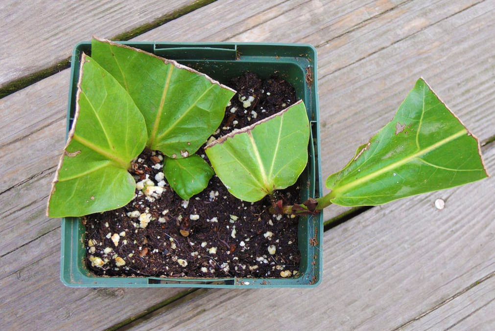 Smochin-liră, Ficus liră | Paradis Verde