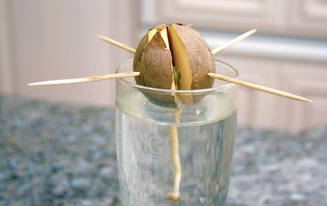 Avocatier | Paradis Verde