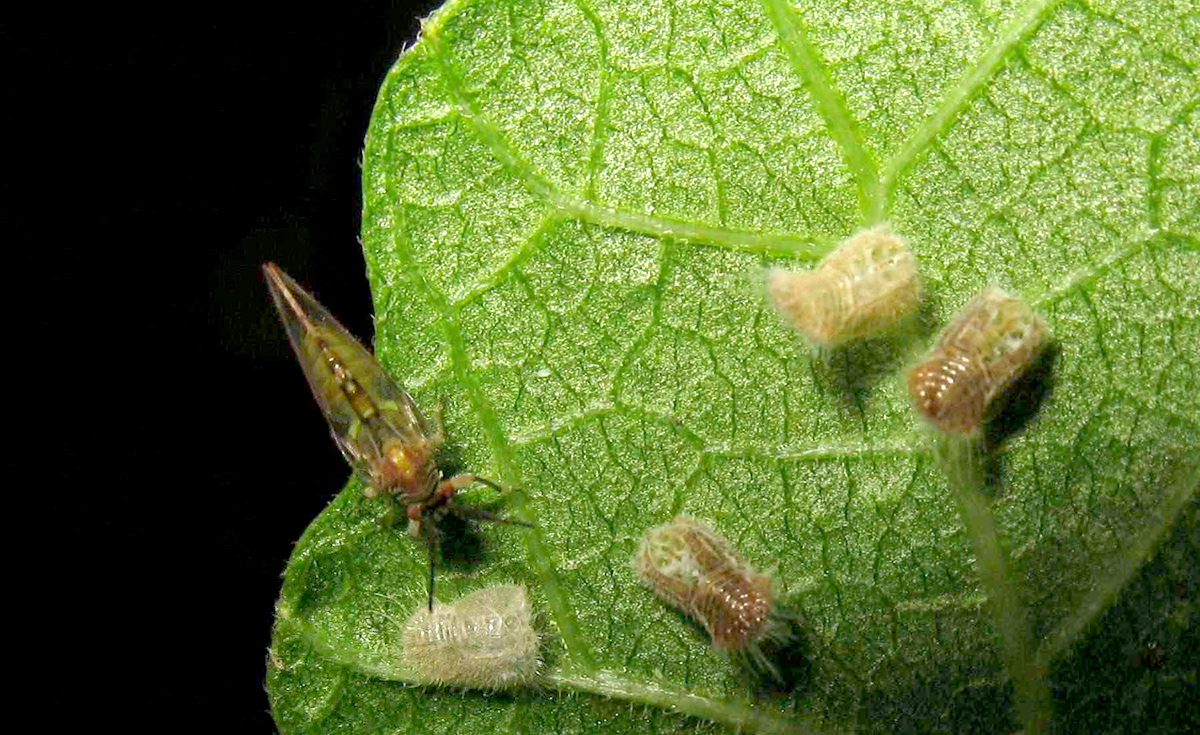 Cele 3 momente când se tratează perii împotriva puricelui melifer ...