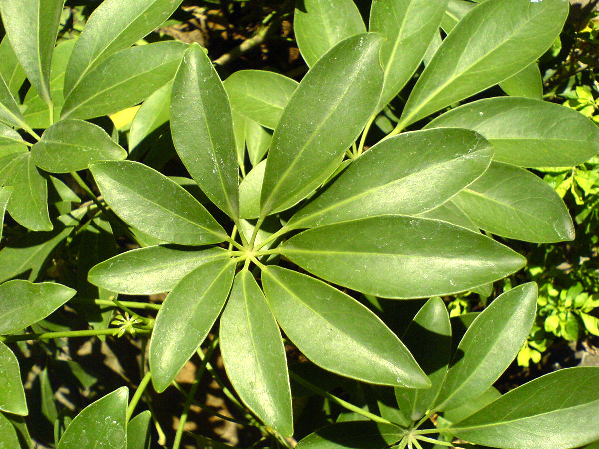 Şeflera | Paradis Verde