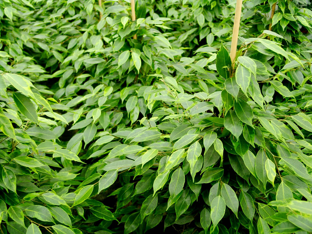 Smochin plângător | Paradis Verde