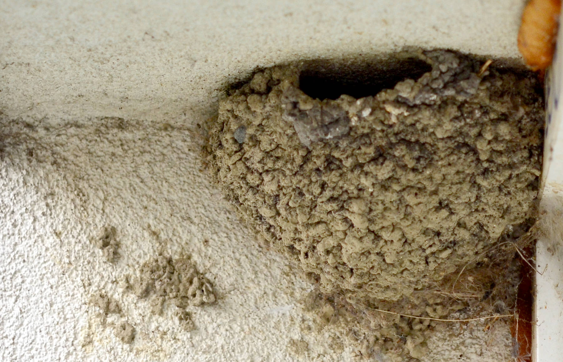 Cum vă înfrumuseţează rândunelele plantele de ghiveci | Paradis Verde