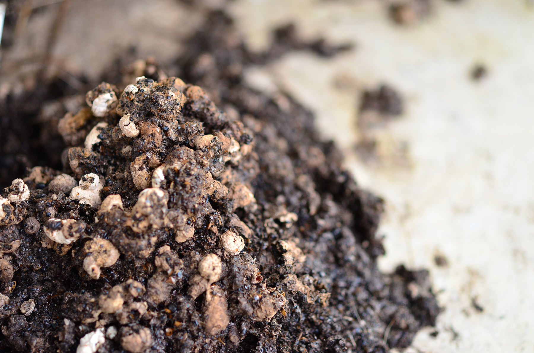 Cum vă înfrumuseţează rândunelele plantele de ghiveci | Paradis Verde