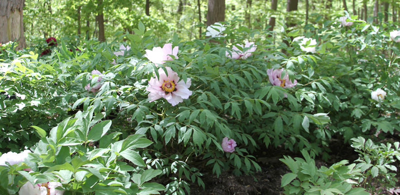 Practici corecte şi practici greşite în îngrijirea bujorului | Paradis ...