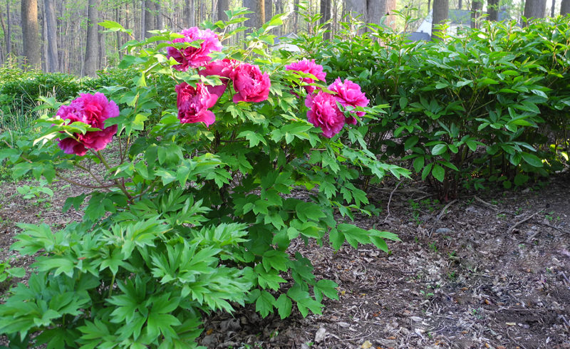 Unde plantăm bujorii? | Paradis Verde
