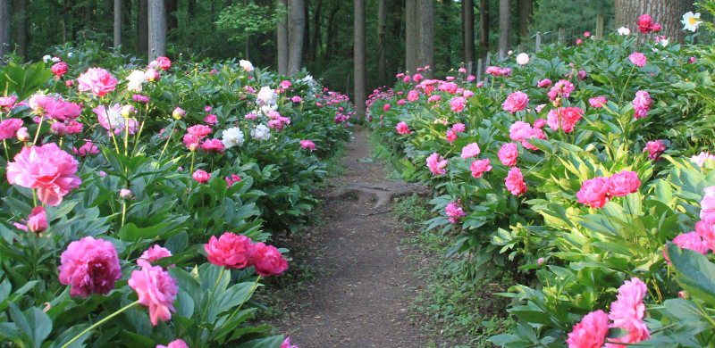 Practici corecte şi practici greşite în îngrijirea bujorului | Paradis ...