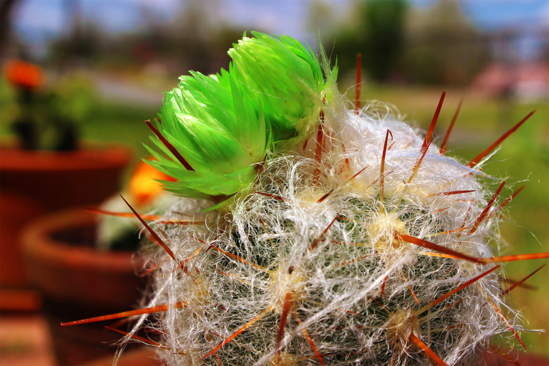 Lumânarea-munților, Cactus lânos | Paradis Verde
