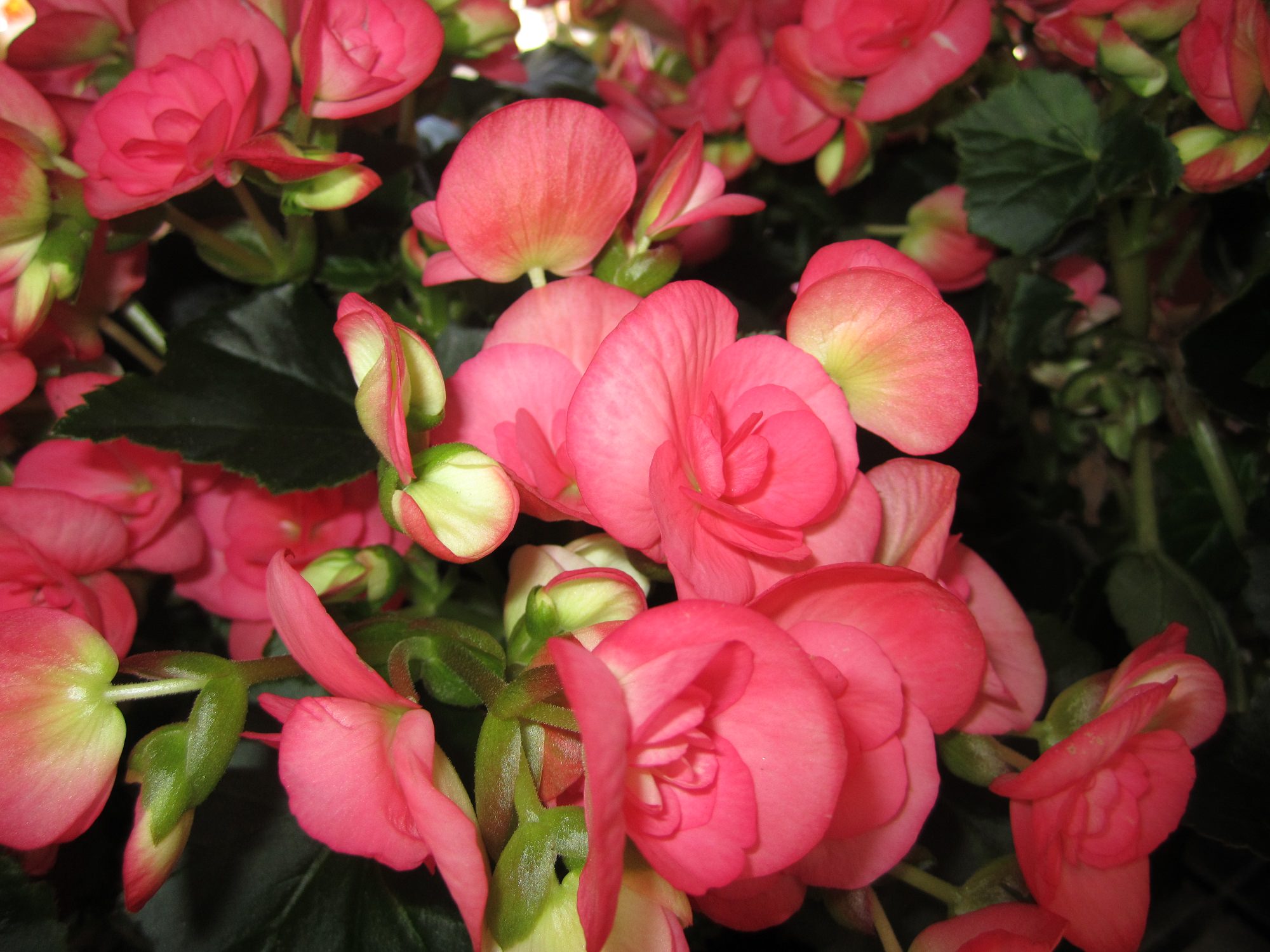 Begonia cu flori | Paradis Verde