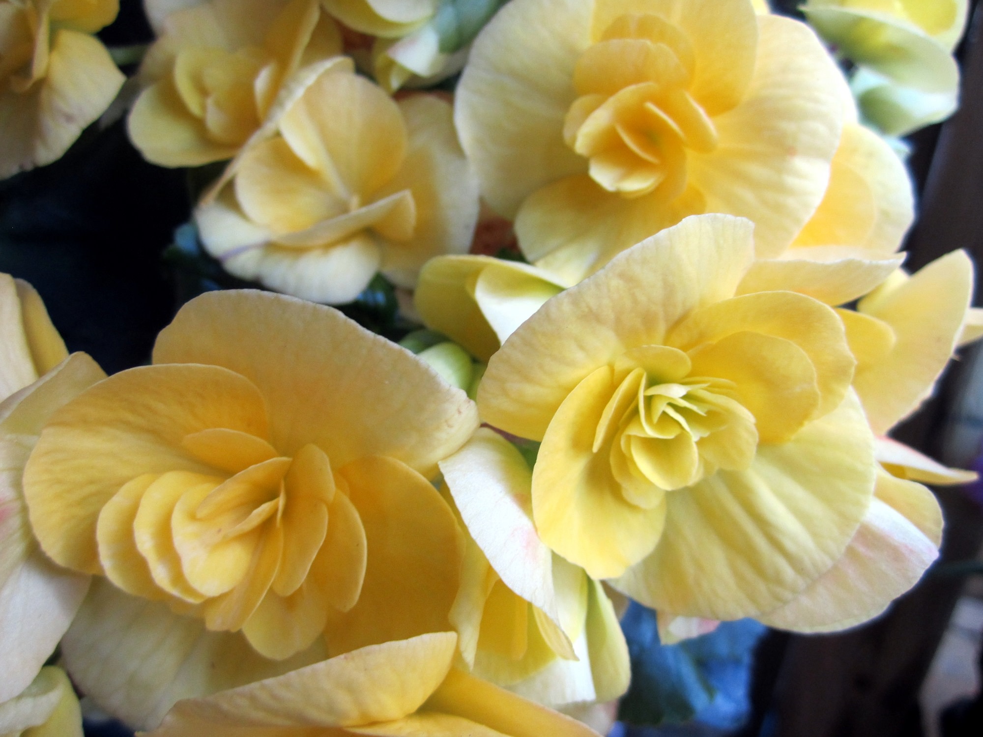 Begonia cu flori | Paradis Verde