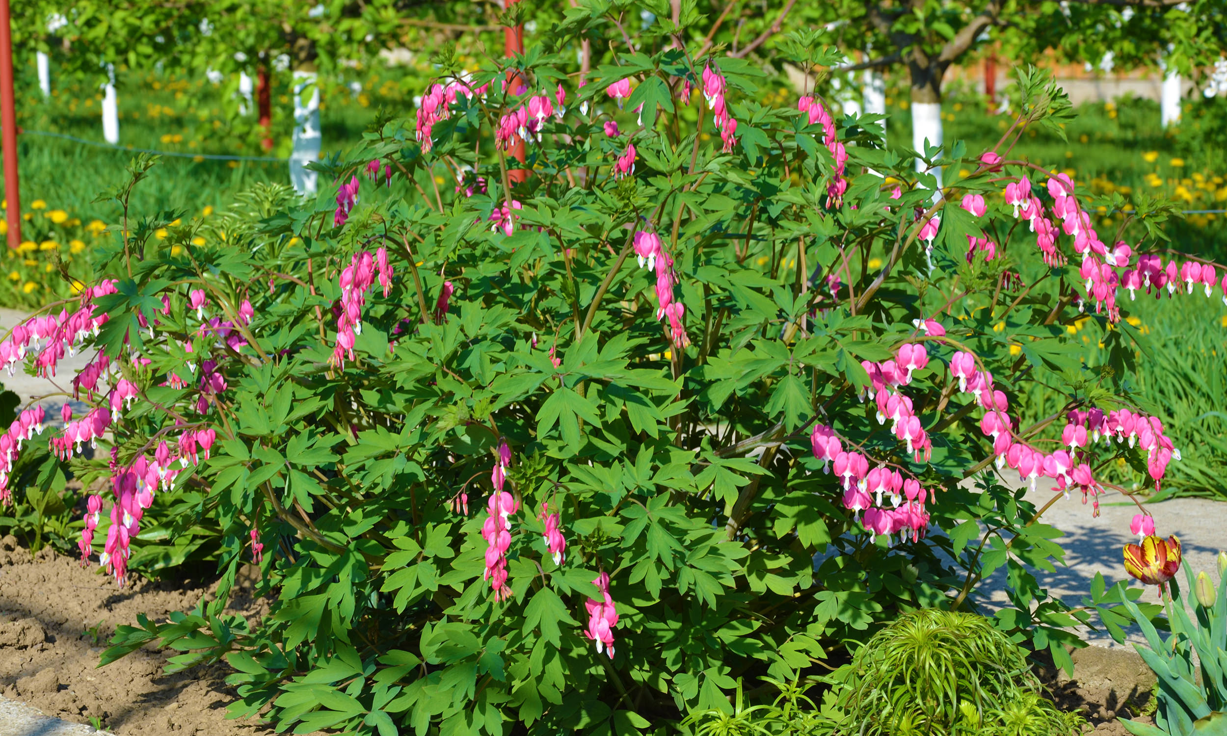 Esenţialul despre Cerceii Doamnei | Paradis Verde