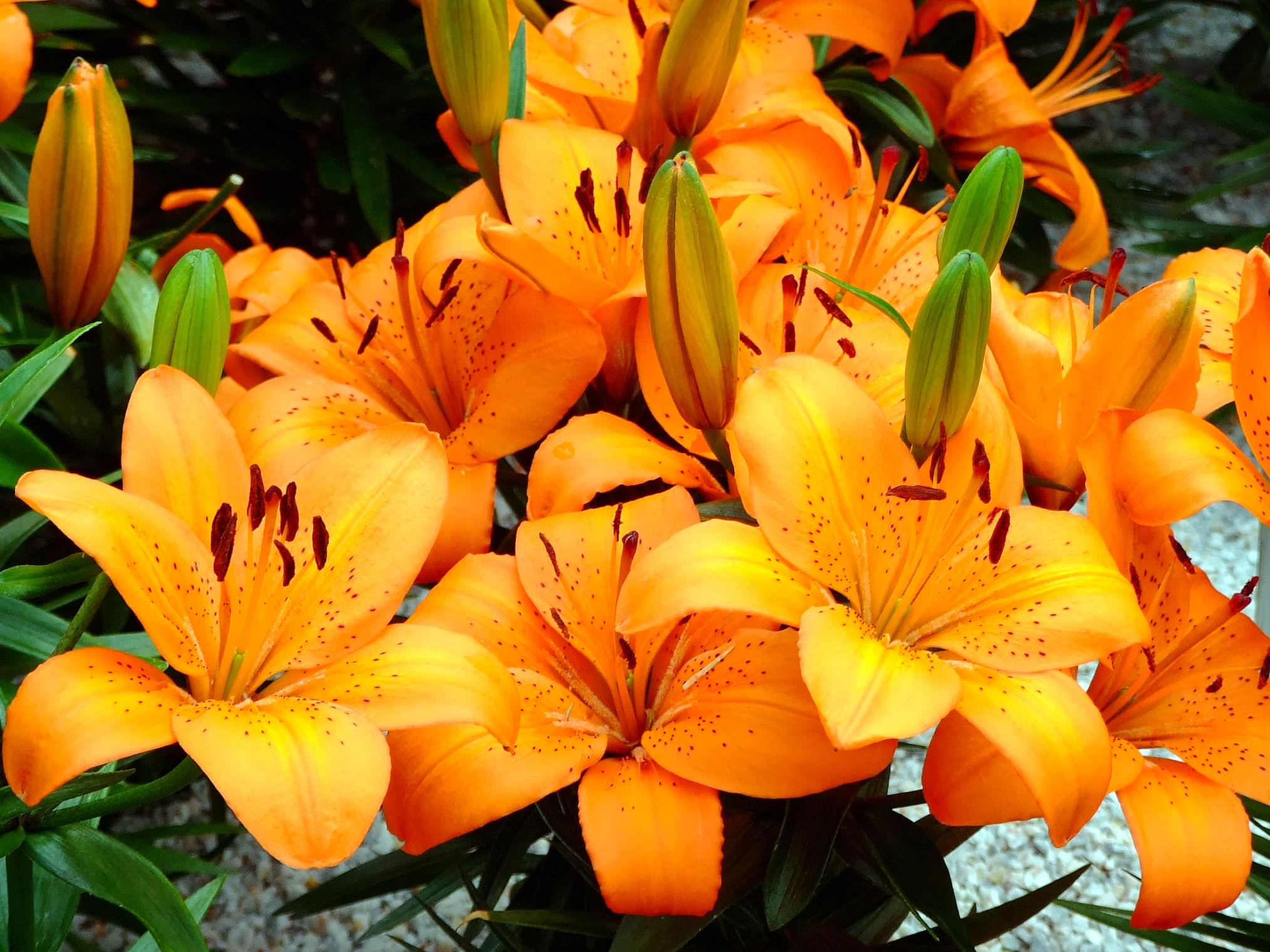 Crin | Paradis Verde