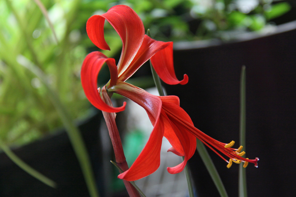 Crinul St. Jacques | Paradis Verde