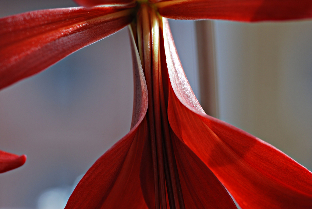 Crinul St. Jacques | Paradis Verde