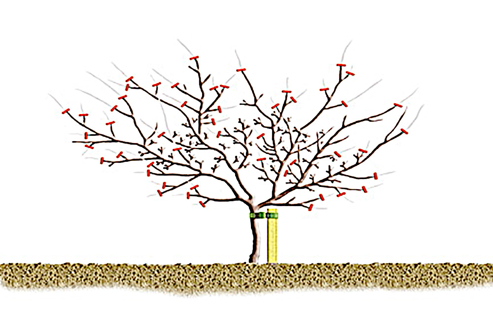 Cum se fac tăierile la pomii maturi | Paradis Verde