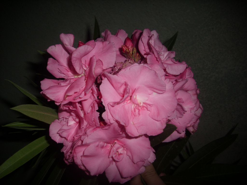 Laur roz (Leandru) | Paradis Verde