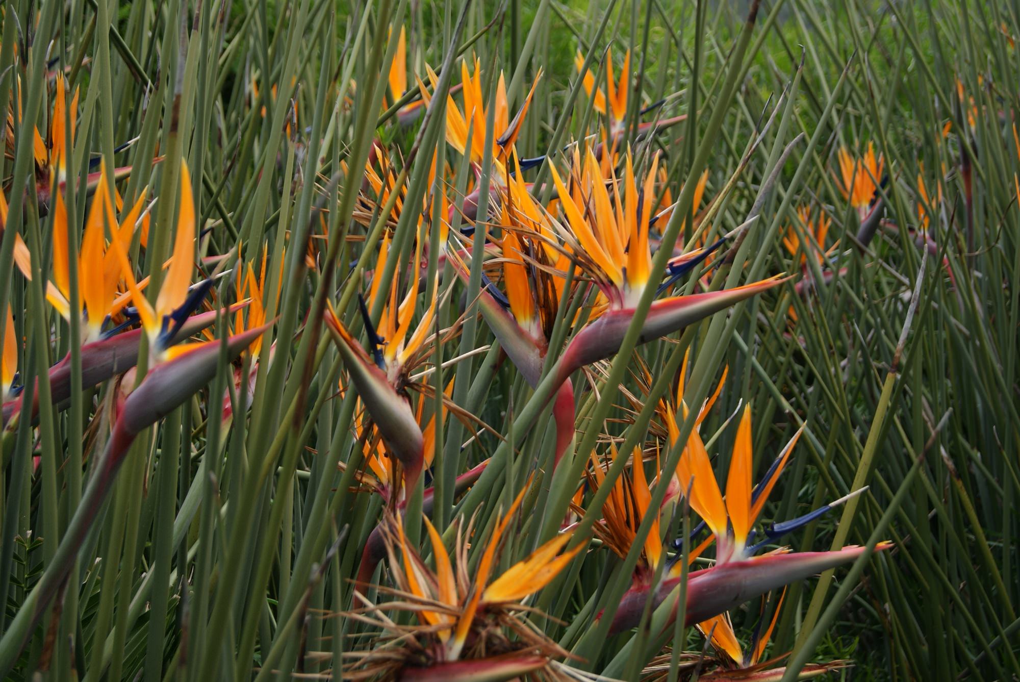Pasărea paradisului | Paradis Verde