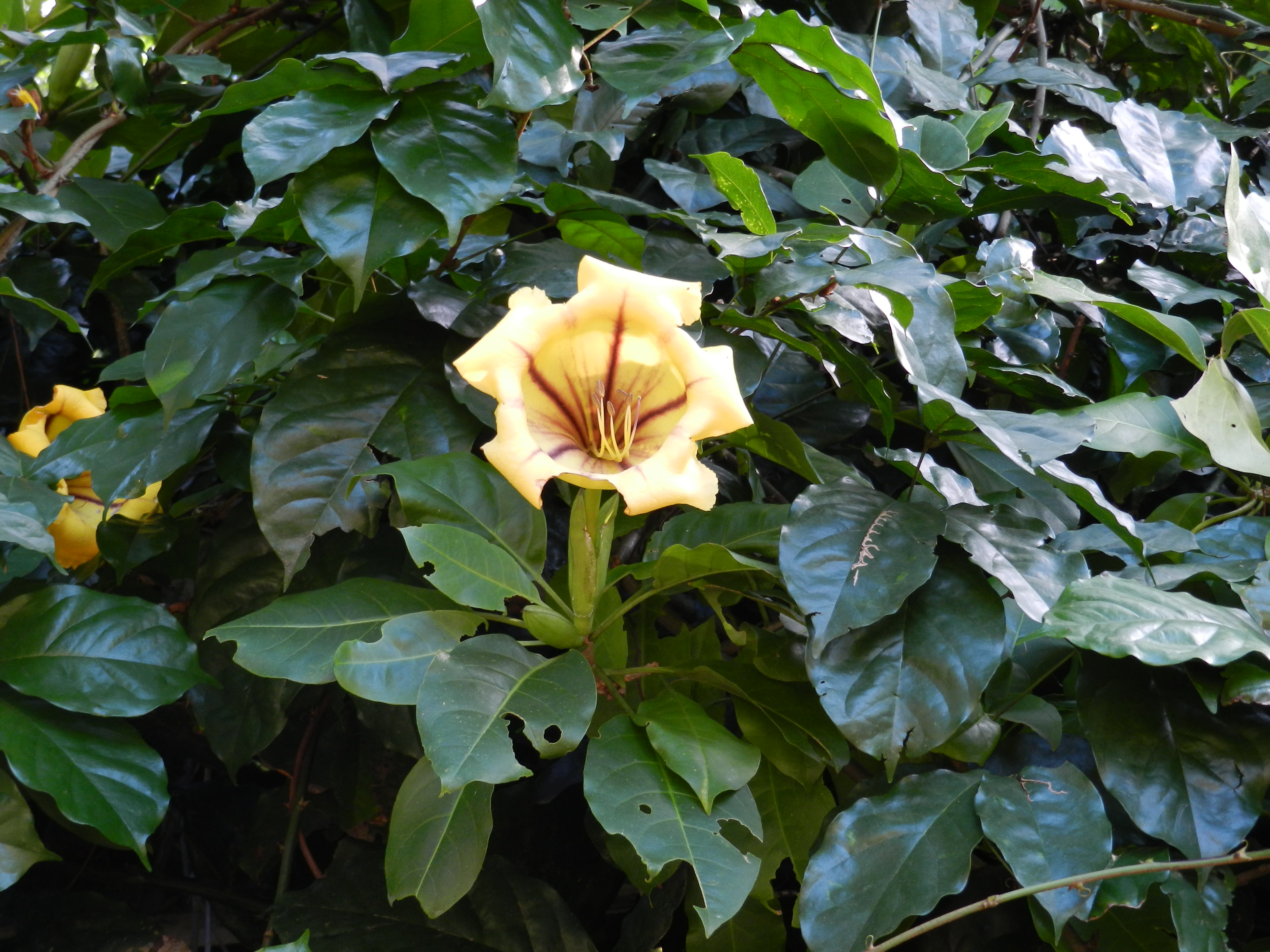 Solandra | Paradis Verde