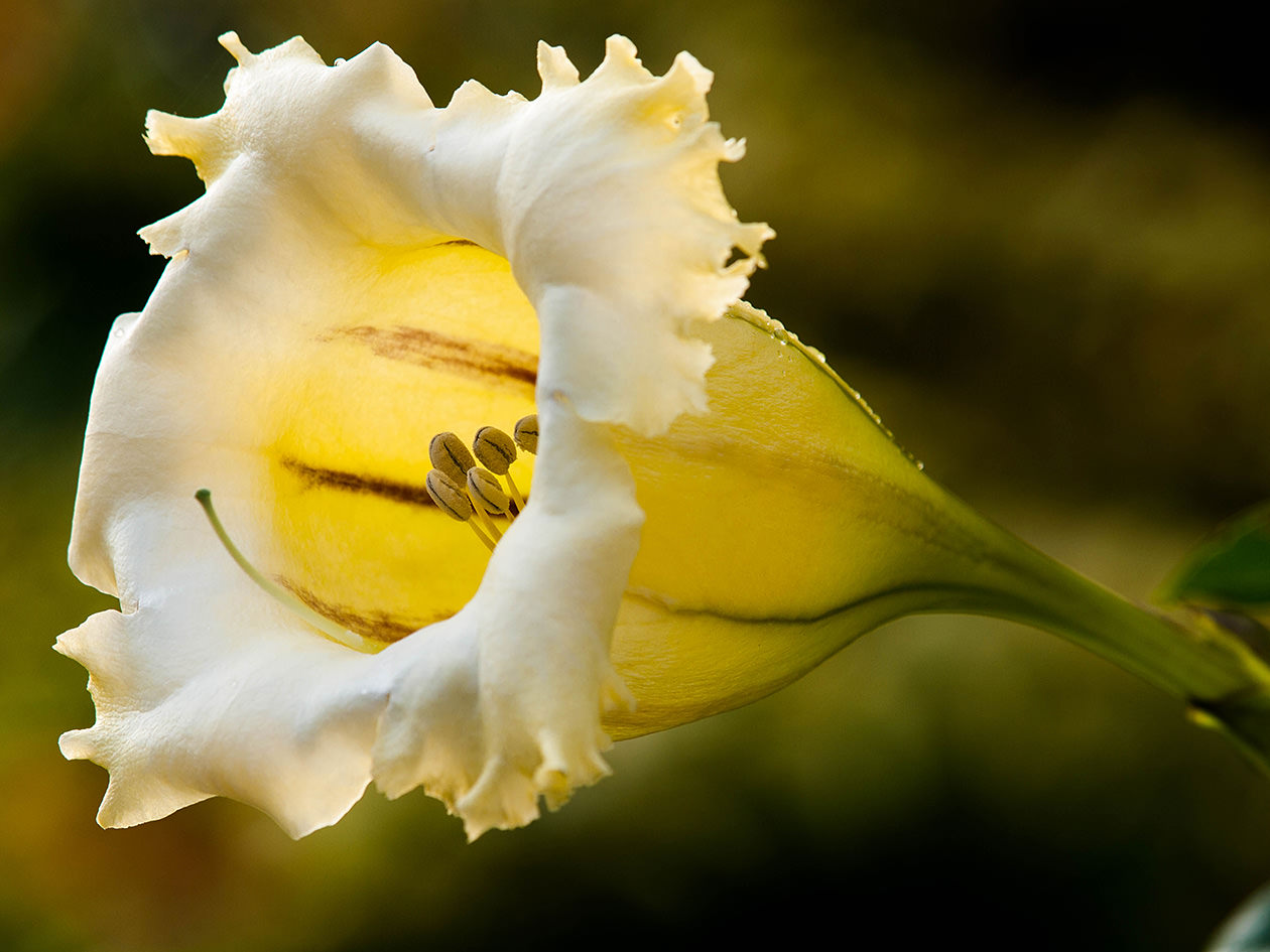 Solandra | Paradis Verde