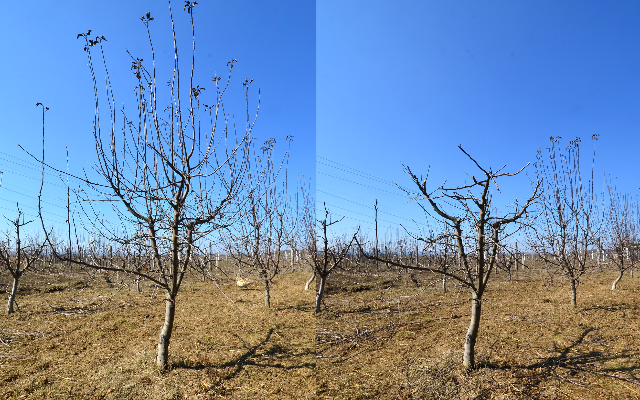 Imagini comparative cu meri, înainte și după tăieri | Paradis Verde